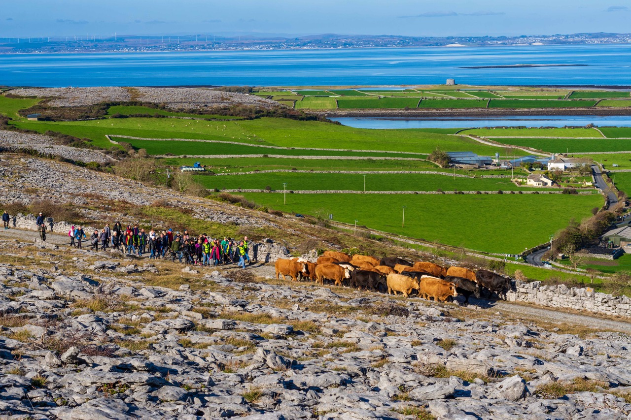 SATURDAY The Burren Winterage Cattle Drive - Burren Winterage Weekend